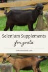 A Guide to Selenium Supplements for Goats