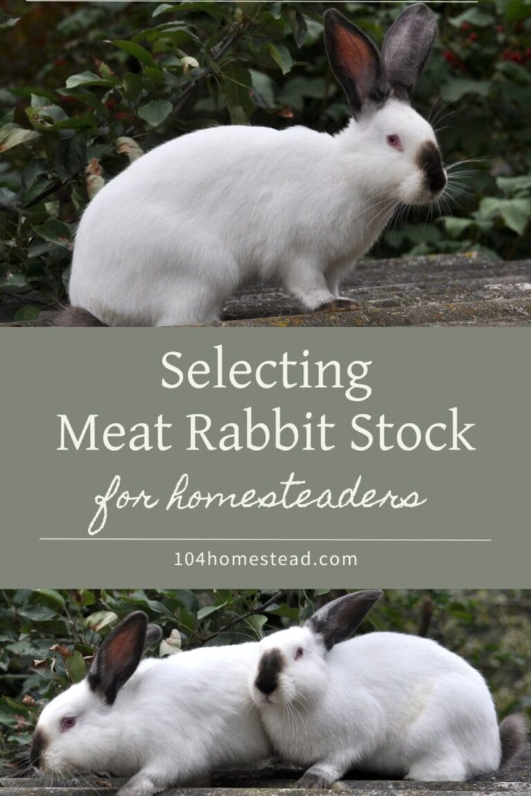 A Homestead Guide to Meat Rabbit Breeding Stock Selection