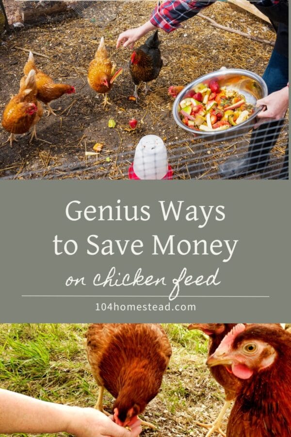 11 Cheap Ways to Feed Chickens (That Actually Work)