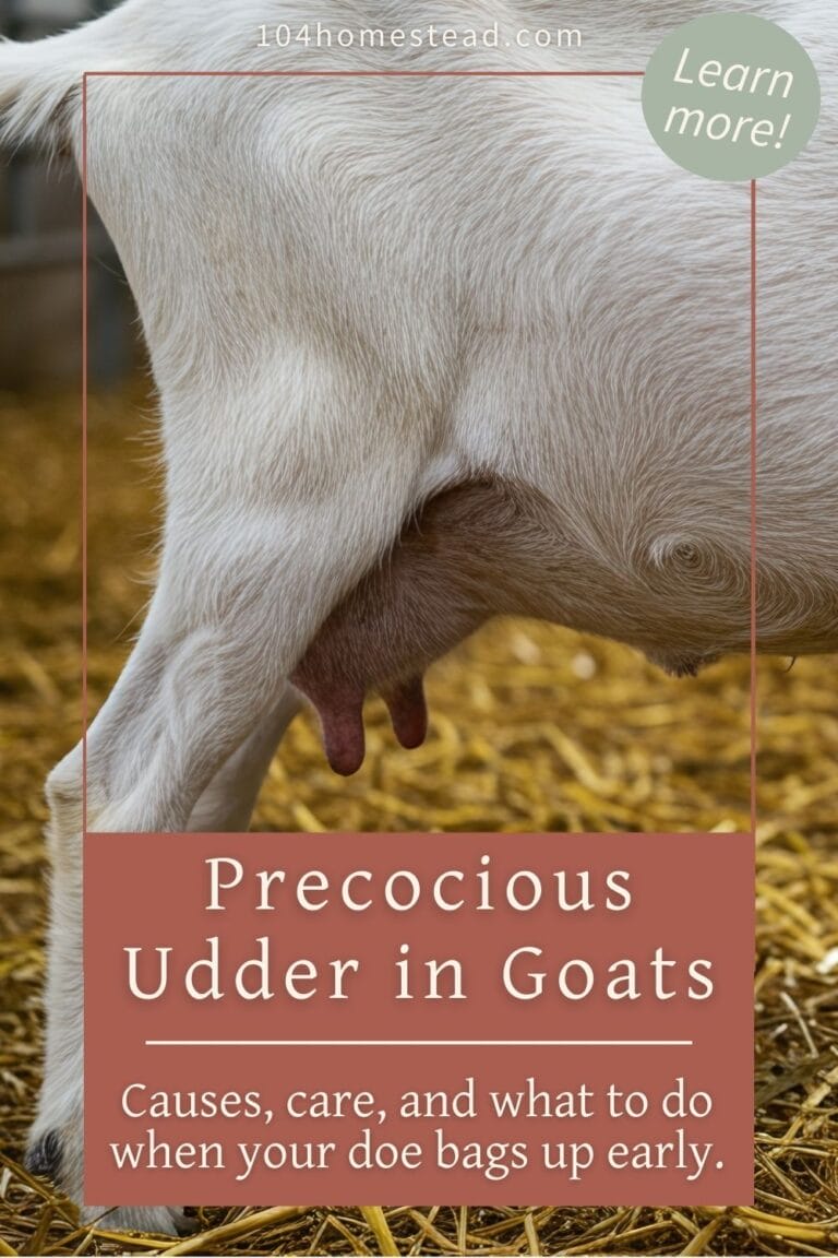 Precocious Udder in Goats: How to Recognize and Manage It