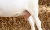 Precocious Udder in Goats: How to Recognize and Manage It