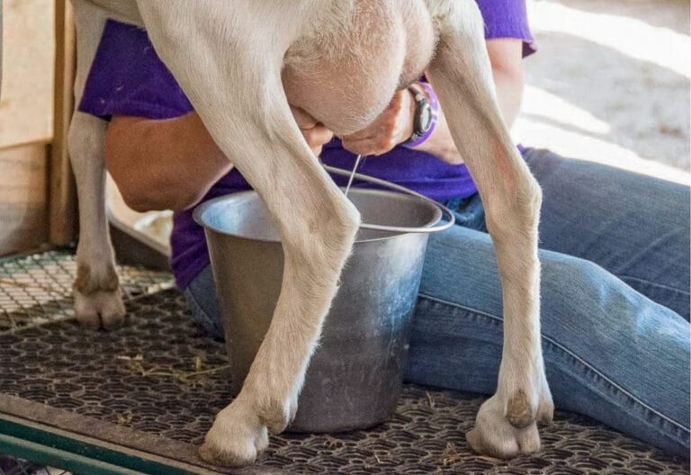 Precocious Udder in Goats: How to Recognize and Manage It