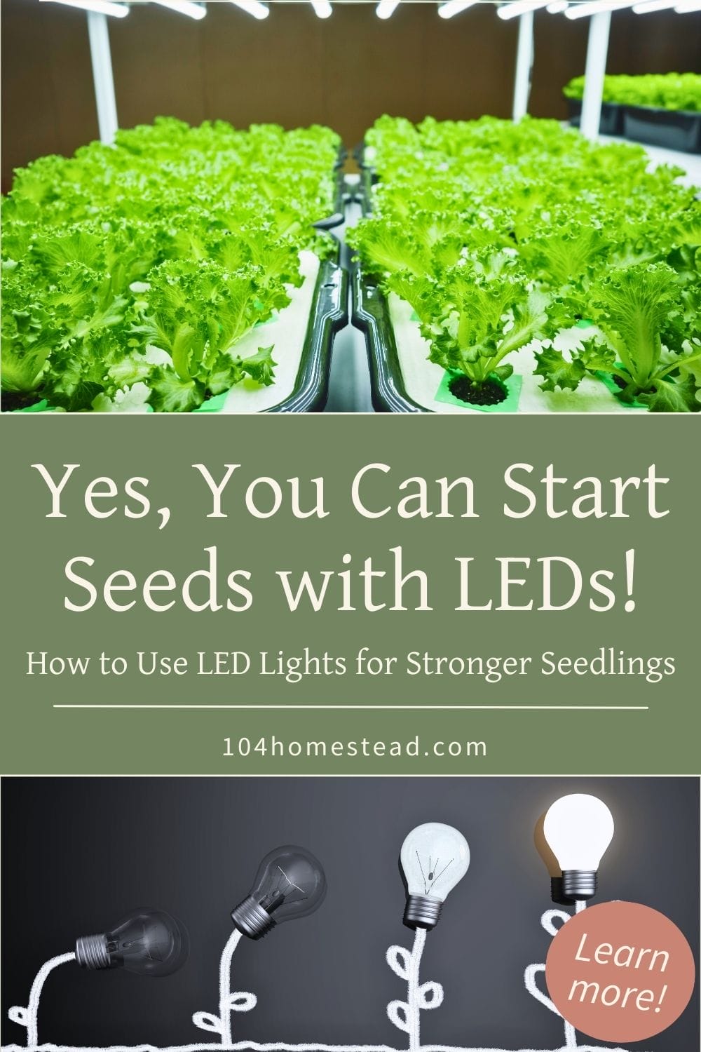 Can You Start Your Seedlings with LED Lights?