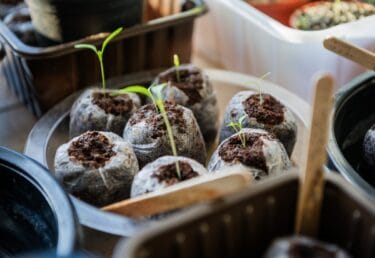 Mold on Seedlings: Causes, Fixes, and How to Prevent It