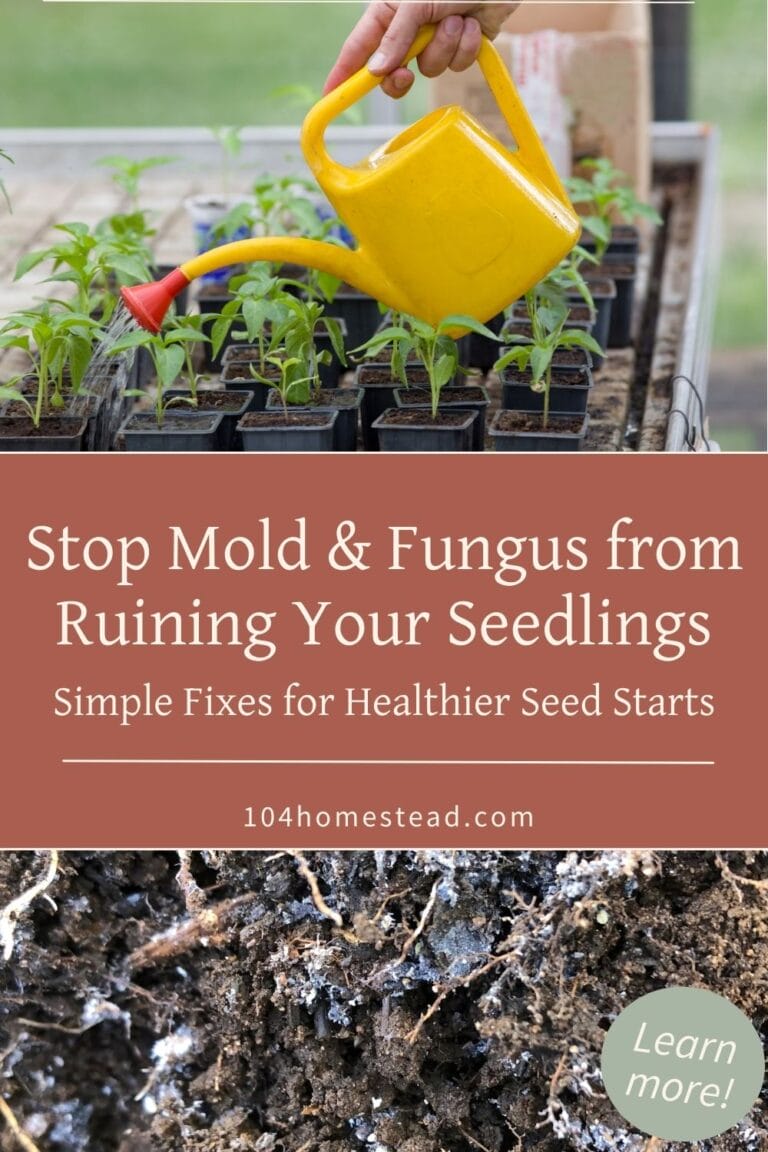 How to Stop Mold in Seed Starting Mix (Before It Starts)