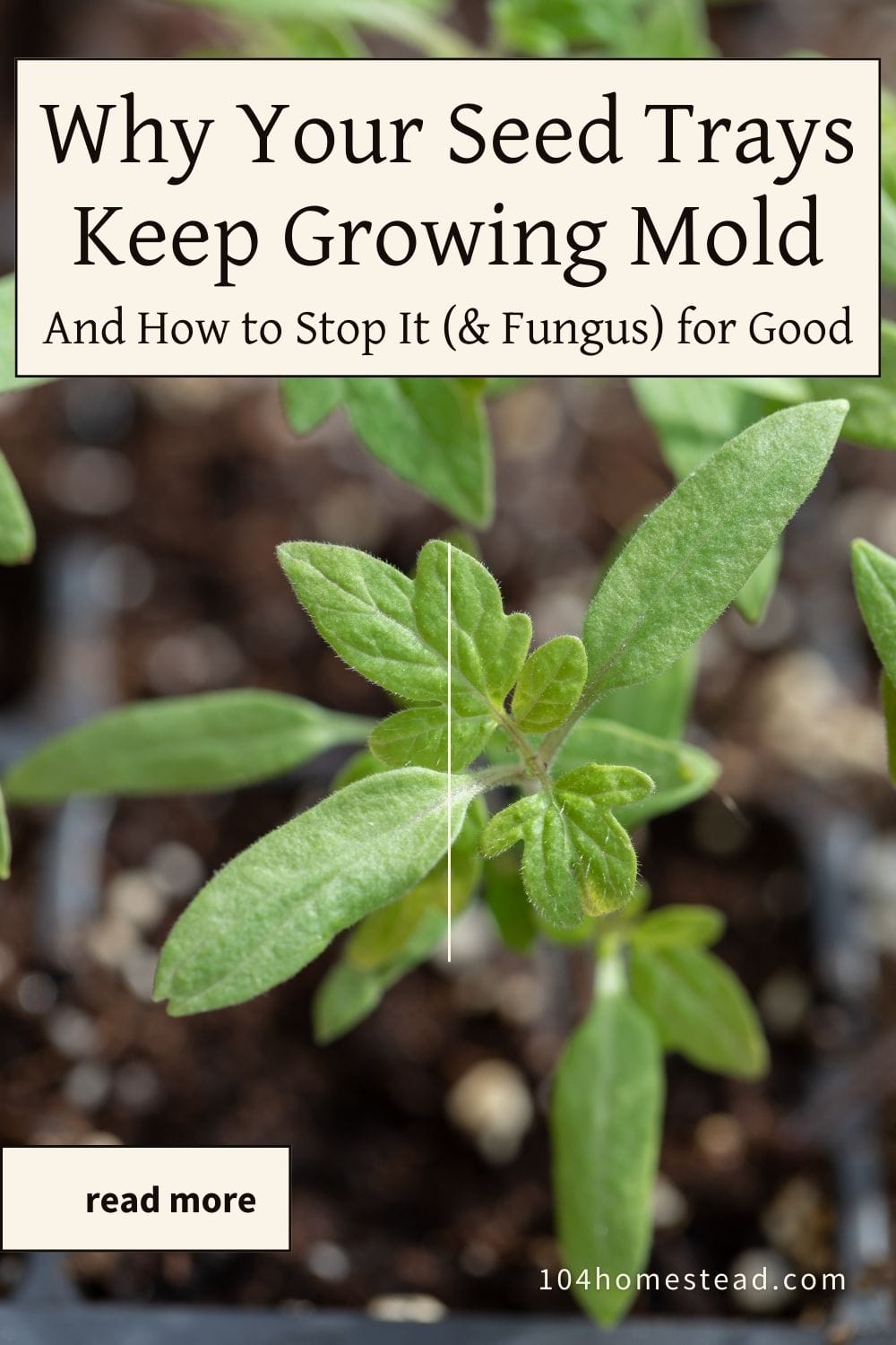 Mold on Seedlings: Causes, Fixes, and How to Prevent It
