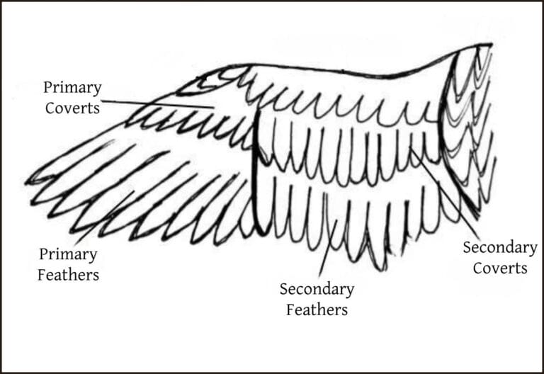 How to Clip Chicken Wings and Keep Your Flock Safe