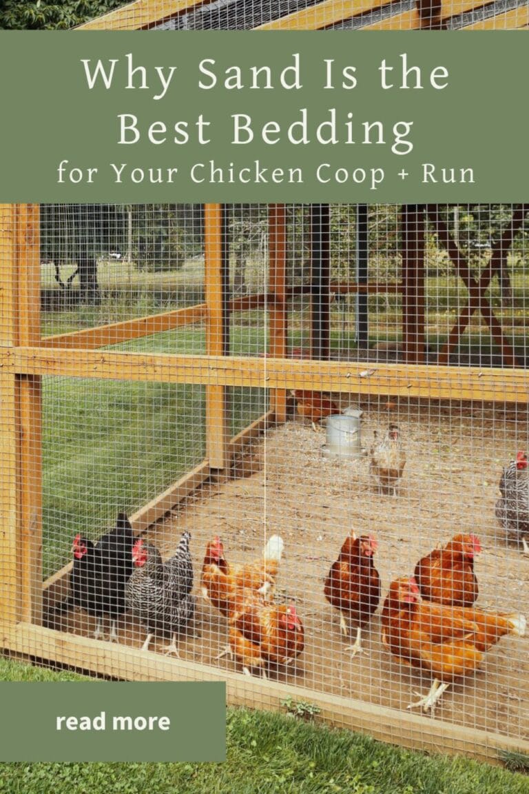 Sand Bedding for Chicken Coop: Best Types & Tips