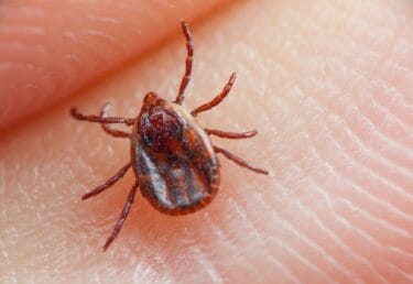 Do Guinea Fowl Eat Ticks The Honest Truth About Tick Control
