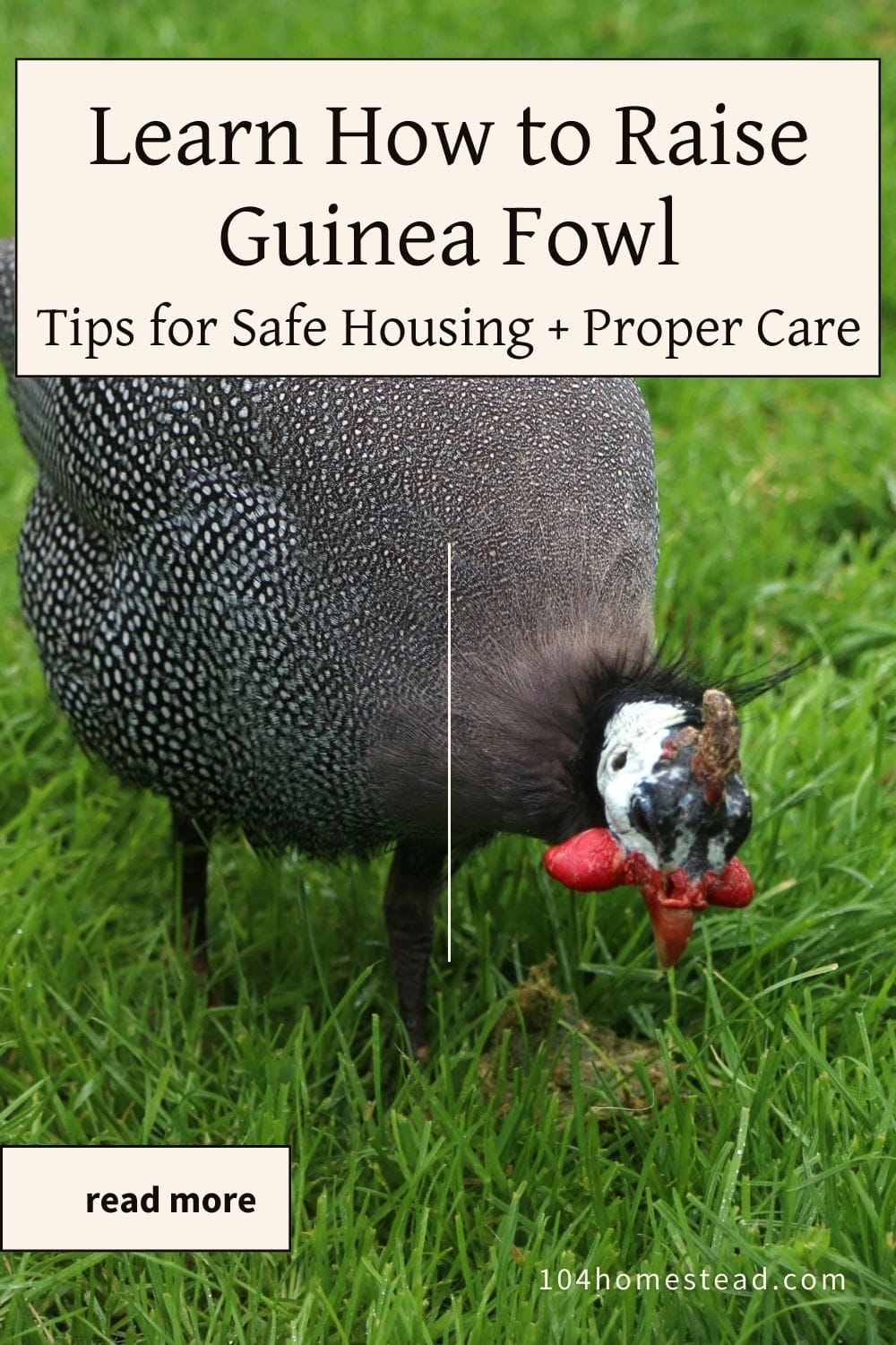 How to Raise Guinea Fowl Made Simple for Any Homestead