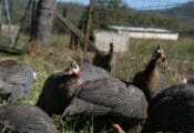 How to Raise Guinea Fowl Made Simple for Any Homestead