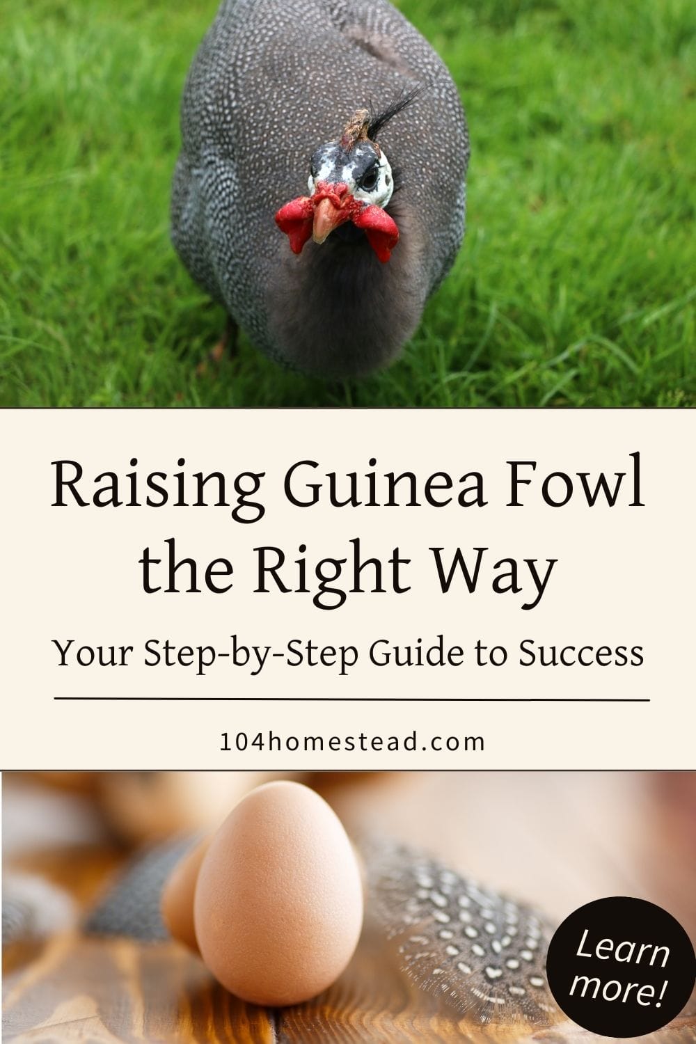 How to Raise Guinea Fowl Made Simple for Any Homestead