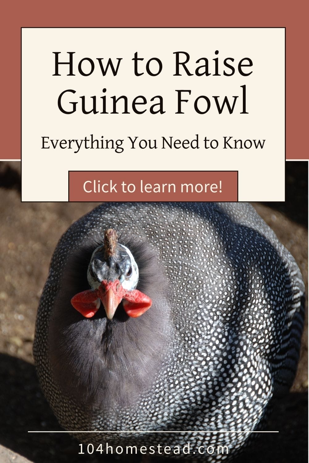How to Raise Guinea Fowl Made Simple for Any Homestead