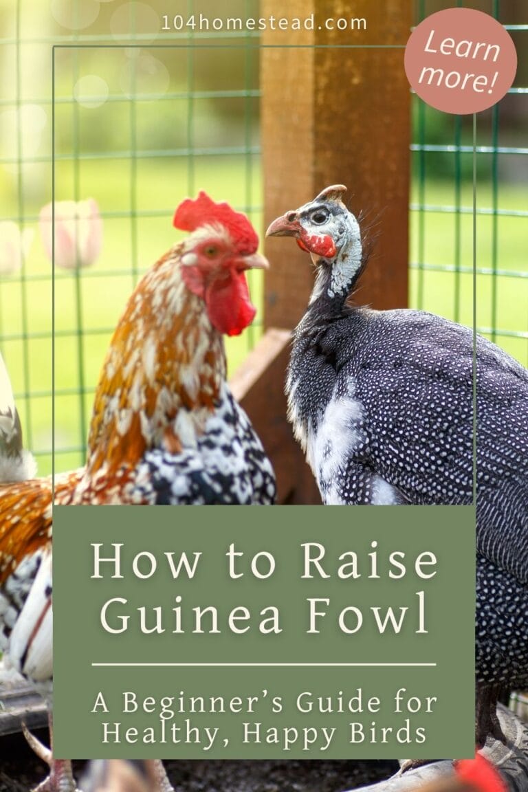 How to Raise Guinea Fowl Made Simple for Any Homestead