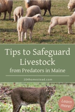 Safeguarding Livestock Against Common Maine Predators
