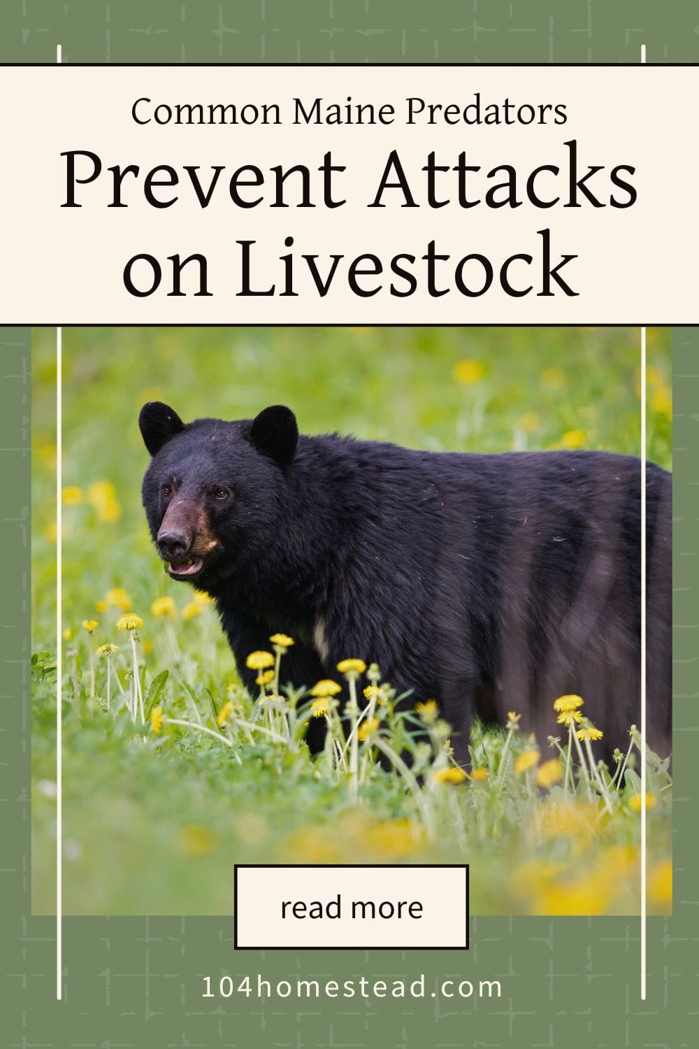 Safeguarding Livestock Against Common Maine Predators