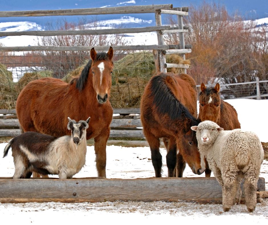 Homestead Animals | Raise Chickens, Goats, Quail & More