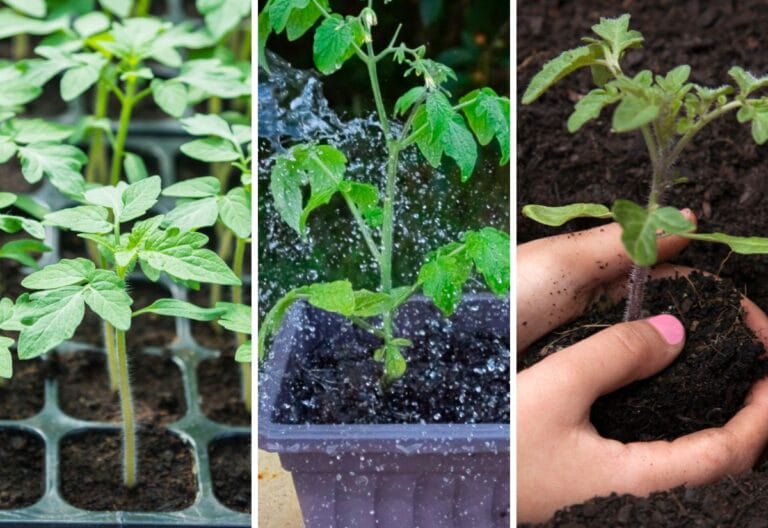 Step-by-Step Guide to Starting Tomatoes from Seed
