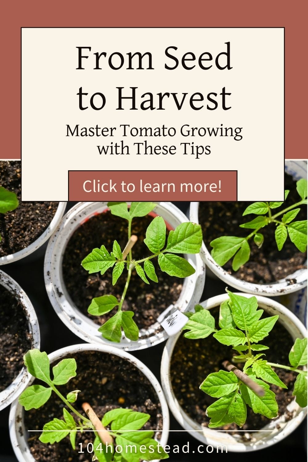 Step-by-Step Guide to Starting Tomatoes from Seed