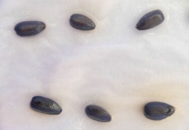 Seed Germination: Stratification and Scarification Explained