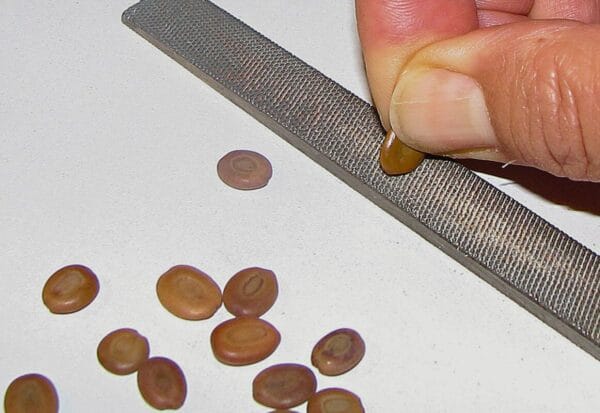 Seed Germination: Stratification and Scarification Explained