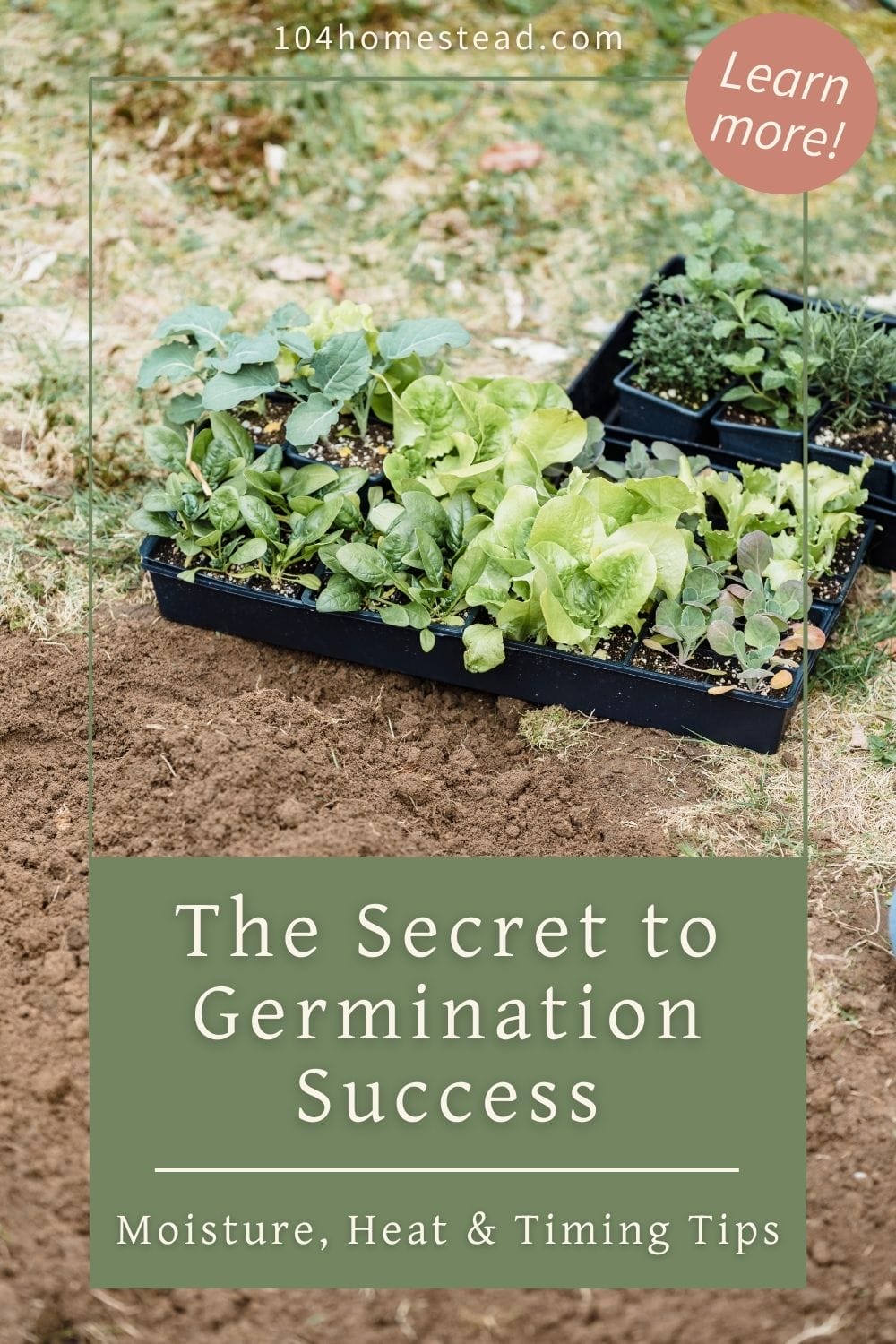 What Vegetable Seeds Need to Sprout Successfully
