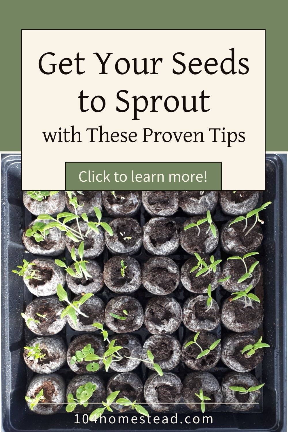 What Vegetable Seeds Need to Sprout Successfully