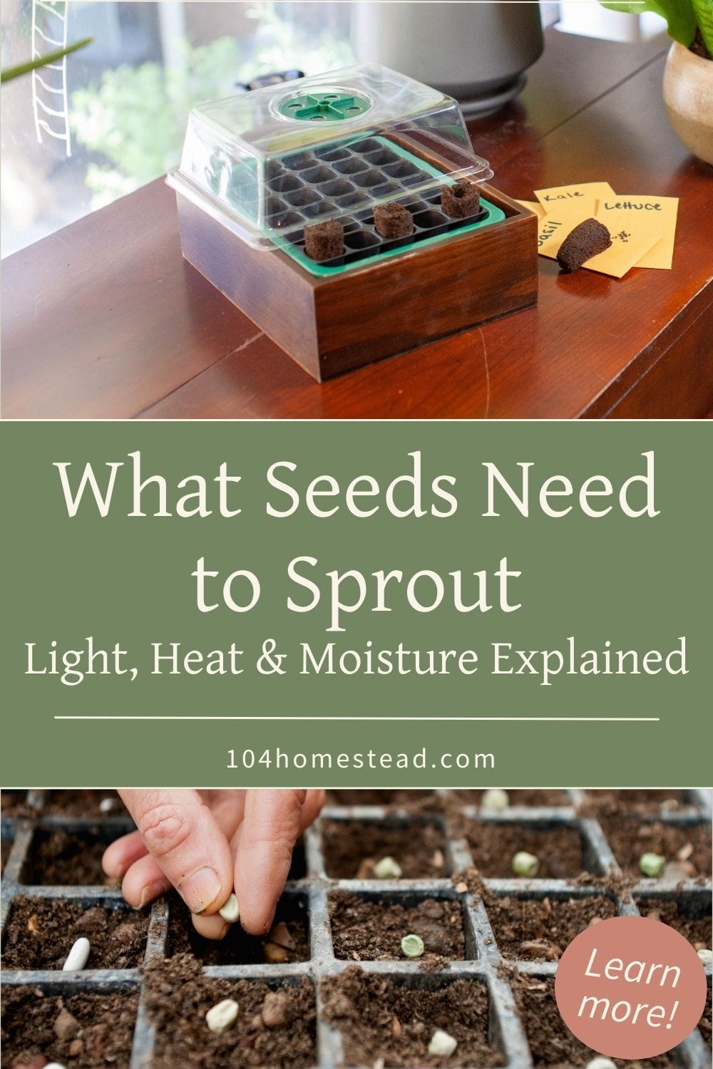 What Vegetable Seeds Need to Sprout Successfully