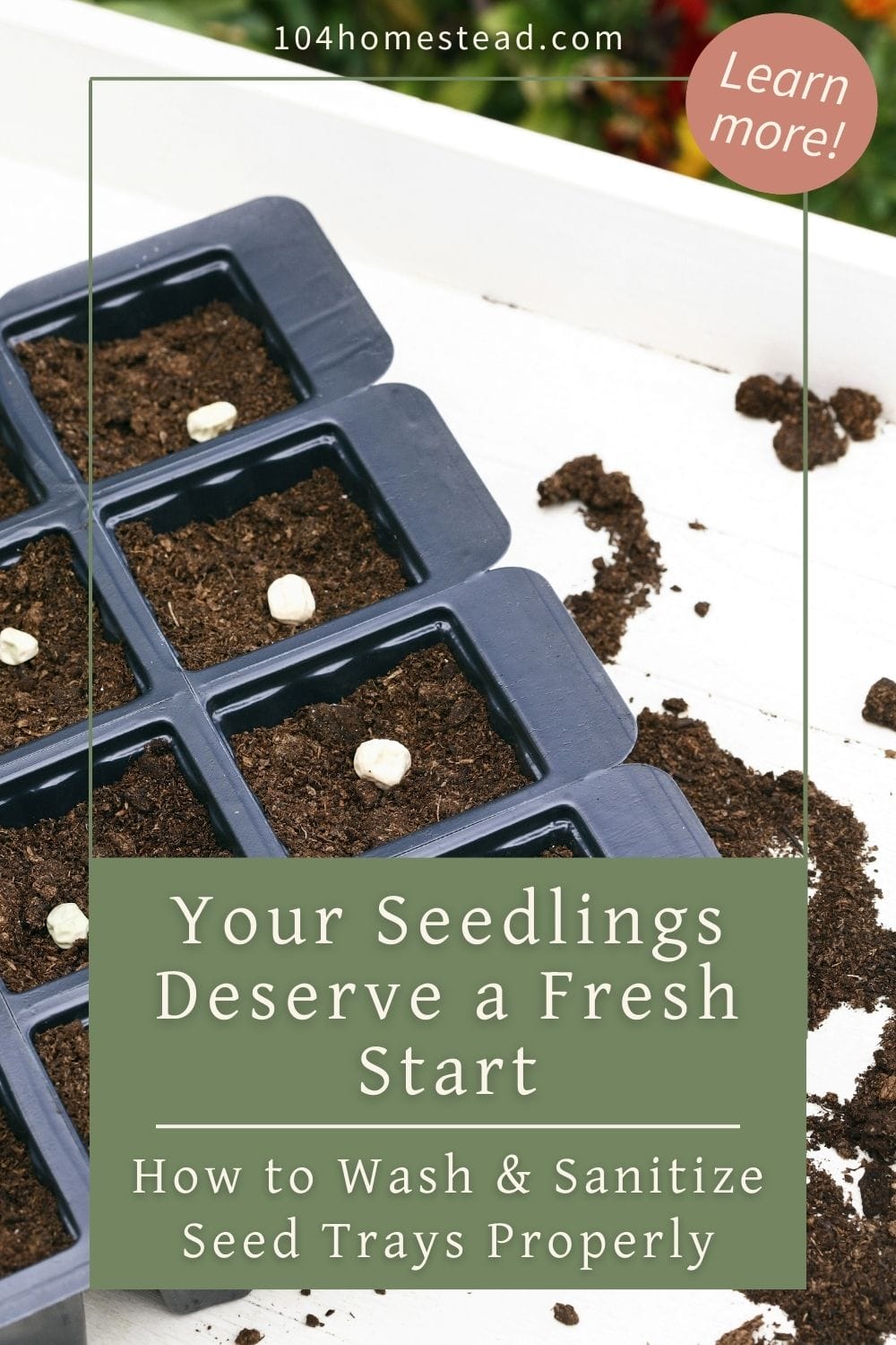The Right Way to Clean Seed Trays (Stop Killing Seedlings)