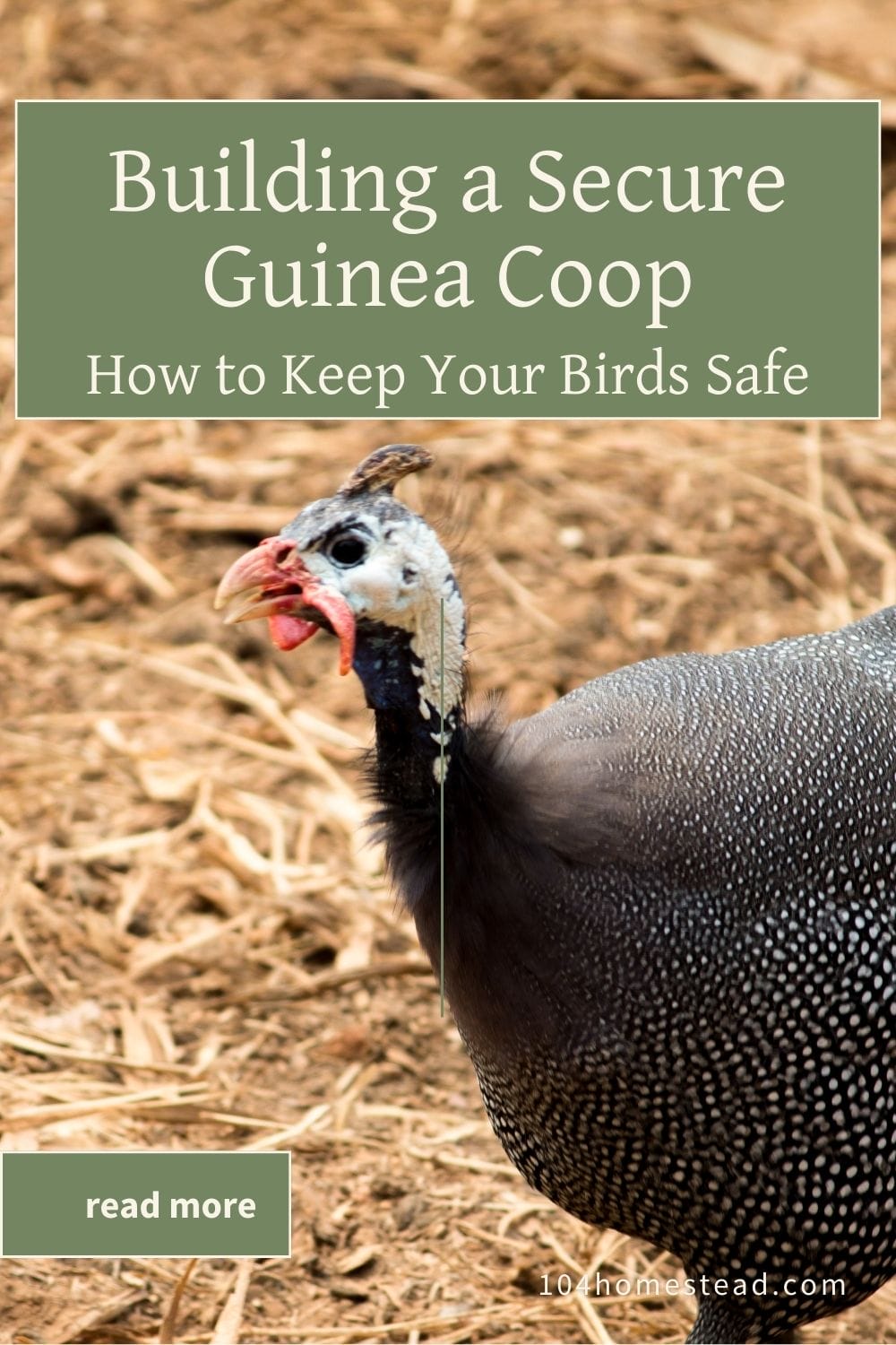 Creating the Perfect Guinea Fowl Coop and Run Setup