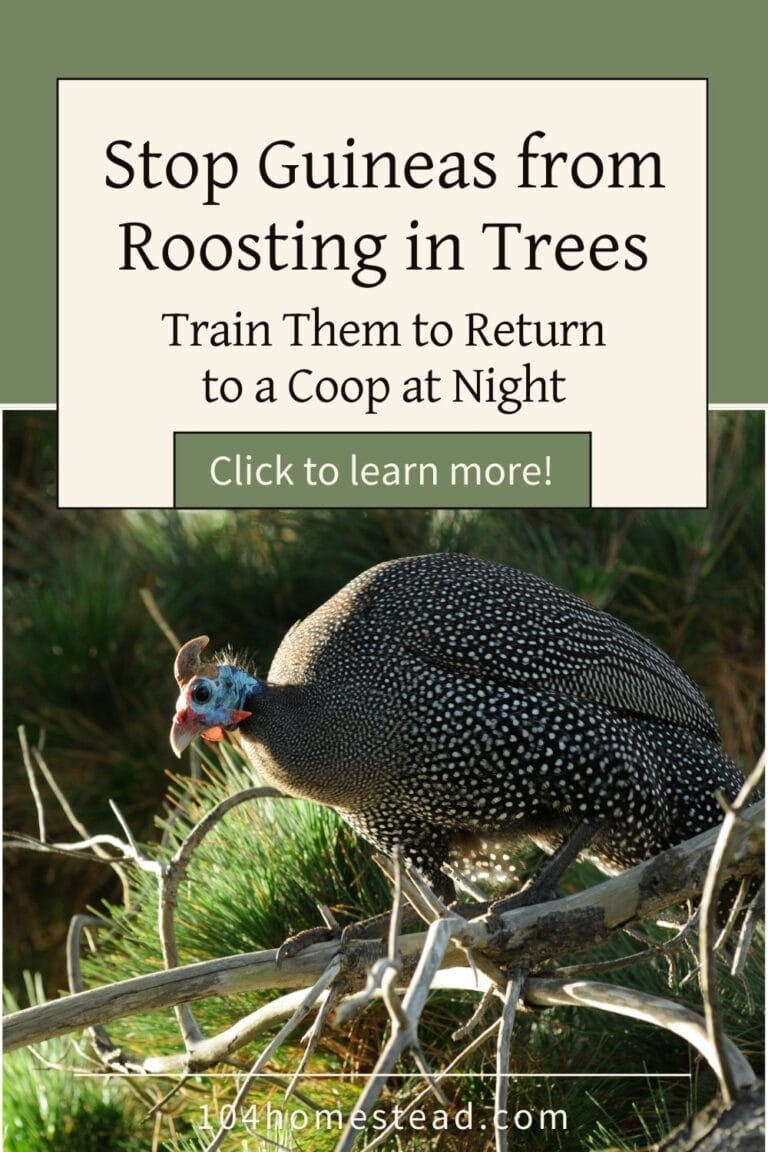 Creating the Perfect Guinea Fowl Coop and Run Setup