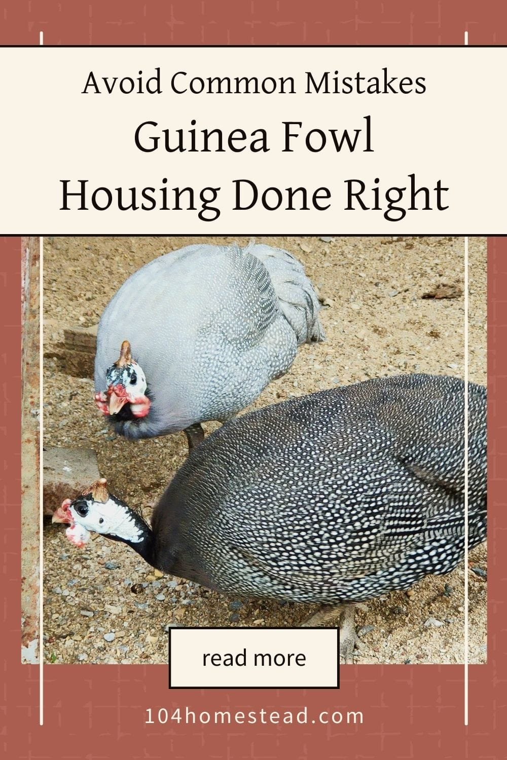 Creating the Perfect Guinea Fowl Coop and Run Setup