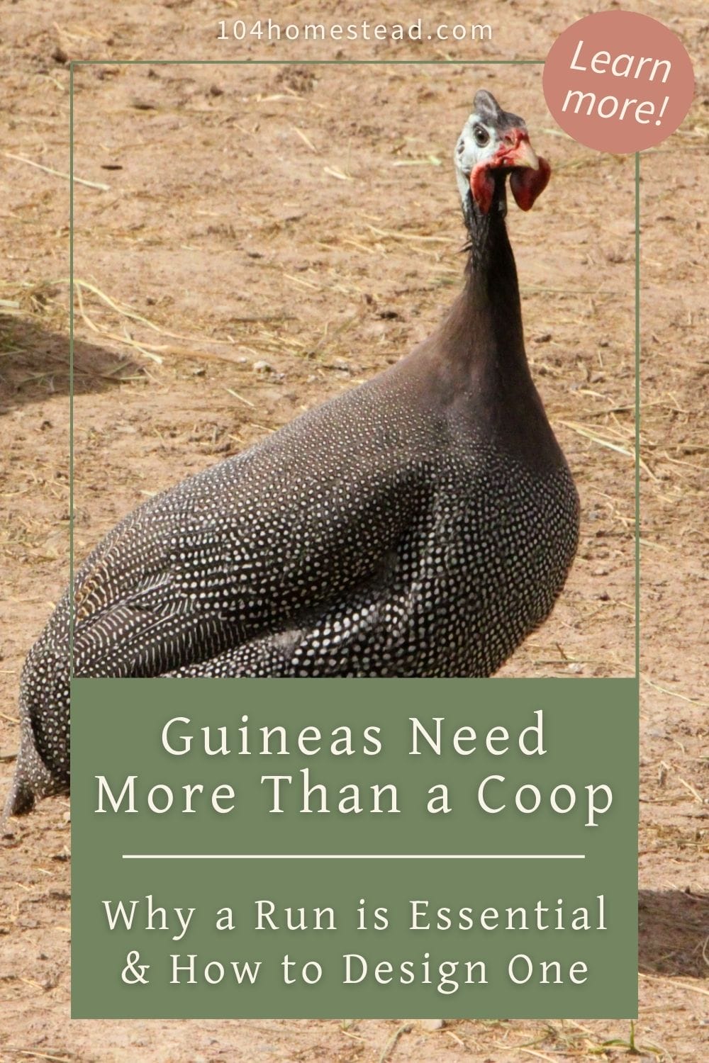 Creating the Perfect Guinea Fowl Coop and Run Setup