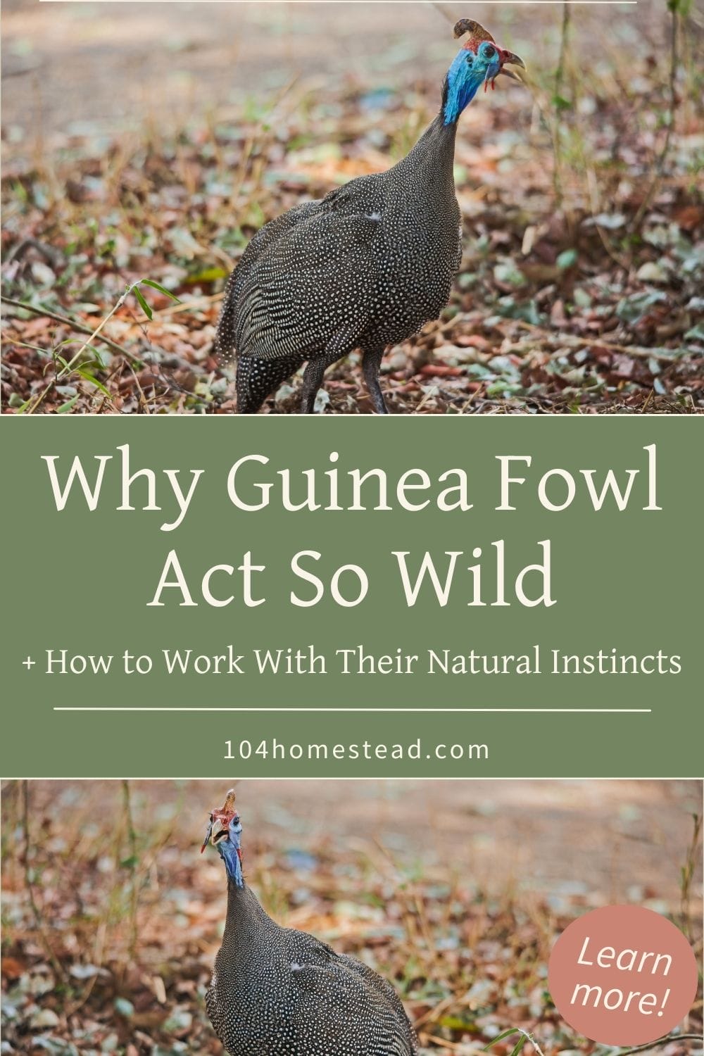 Why Guinea Fowl Are So Weird (And How I Deal With It)