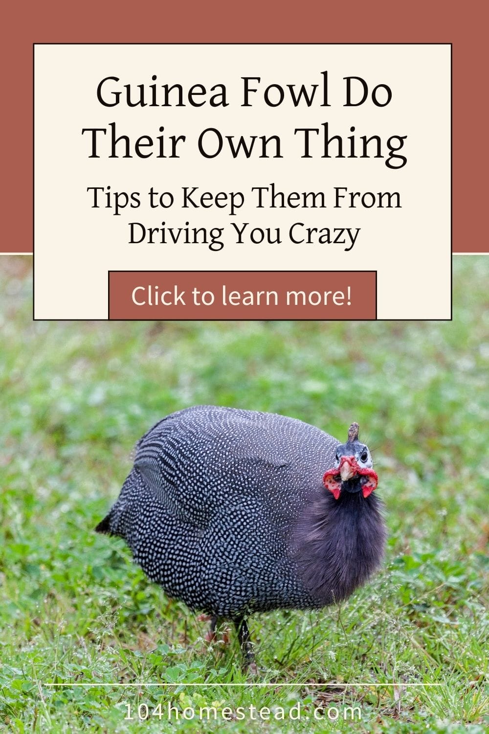 Why Guinea Fowl Are So Weird (And How I Deal With It)