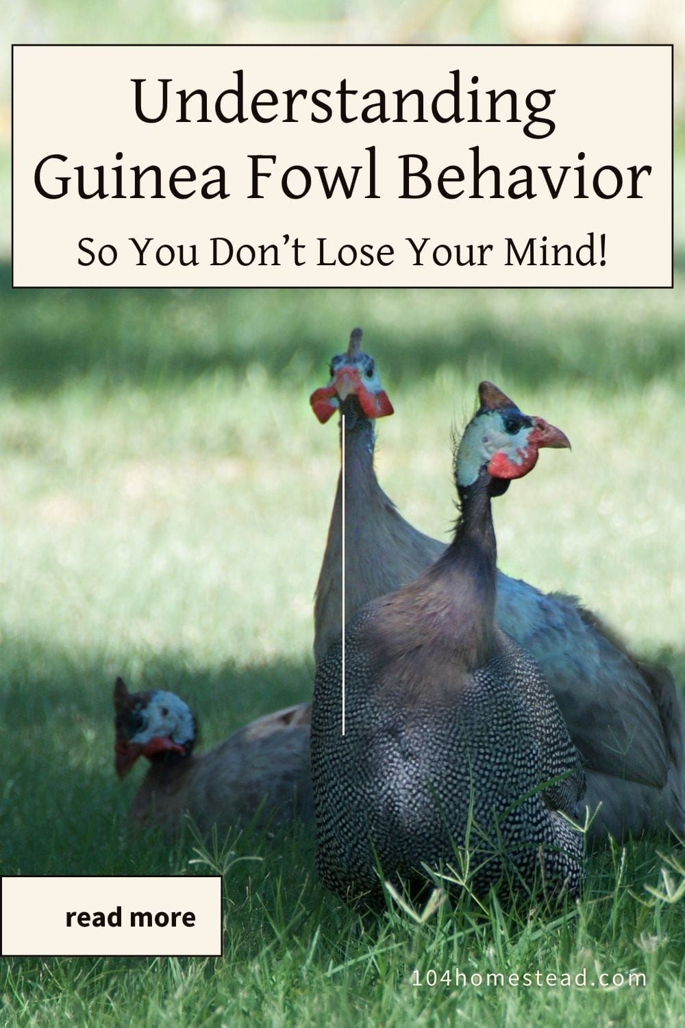 Why Guinea Fowl Are So Weird (And How I Deal With It)