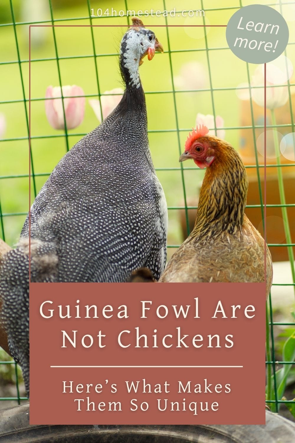 Why Guinea Fowl Are So Weird (And How I Deal With It)