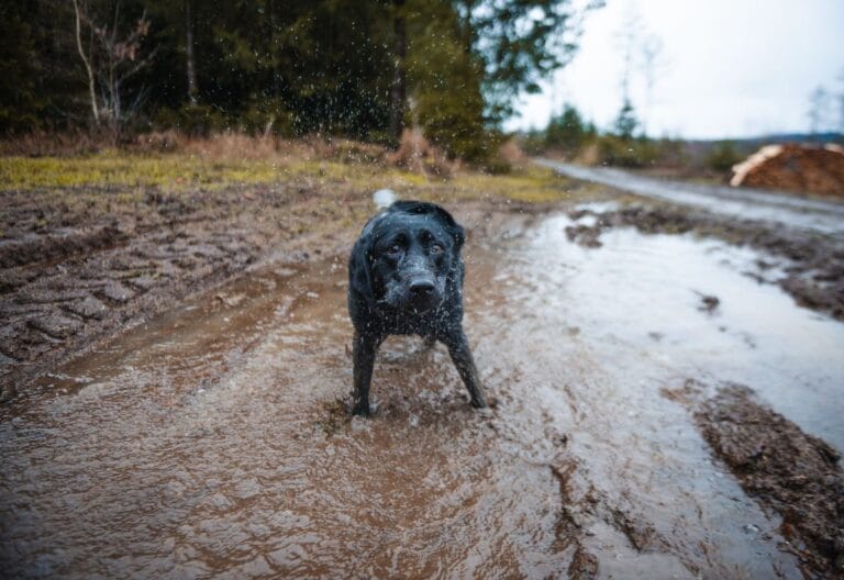 Mud Season in Maine: When It Starts, Ends & How to Handle It