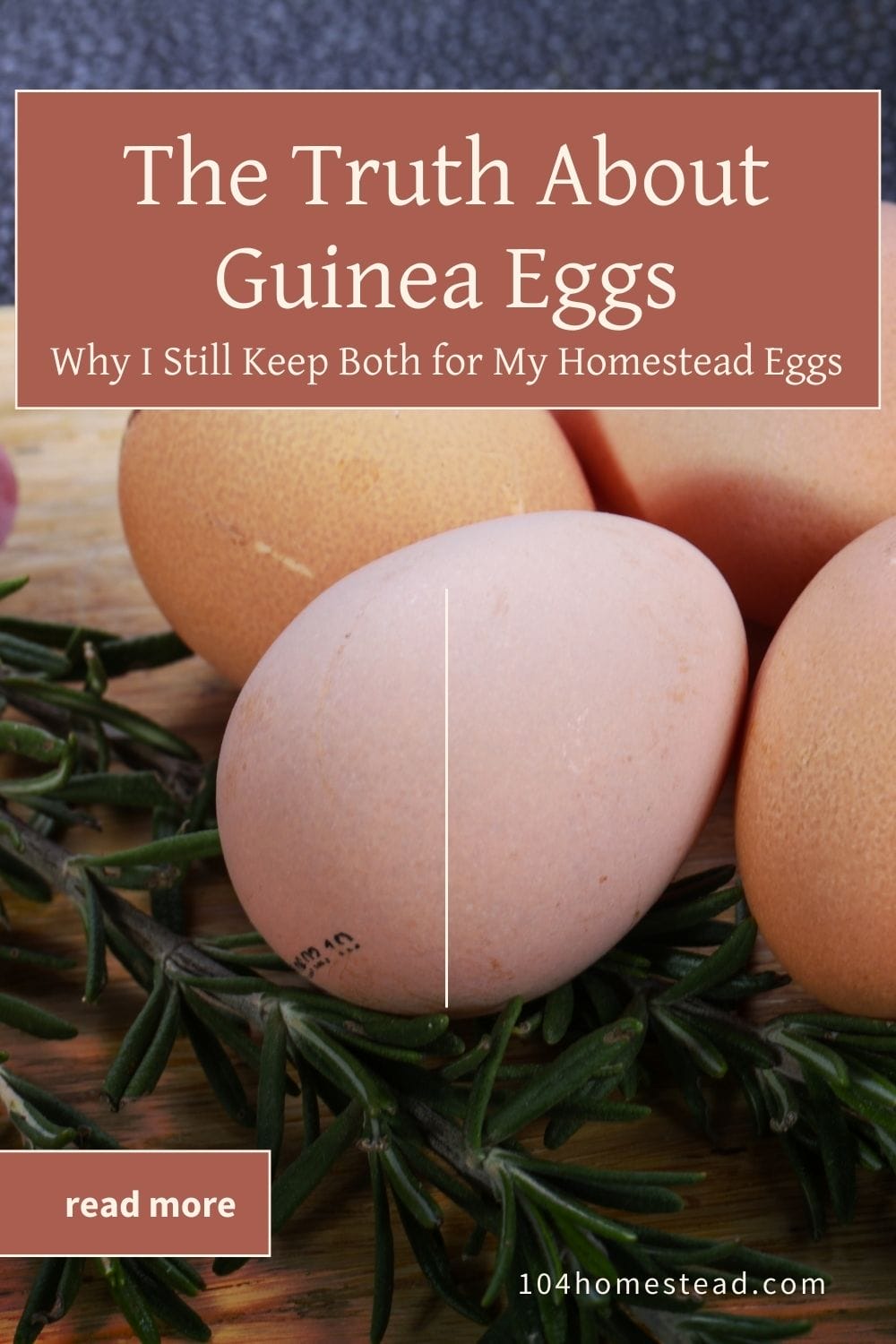 Guinea Eggs vs Chicken Eggs: Which Fits Your Homestead?