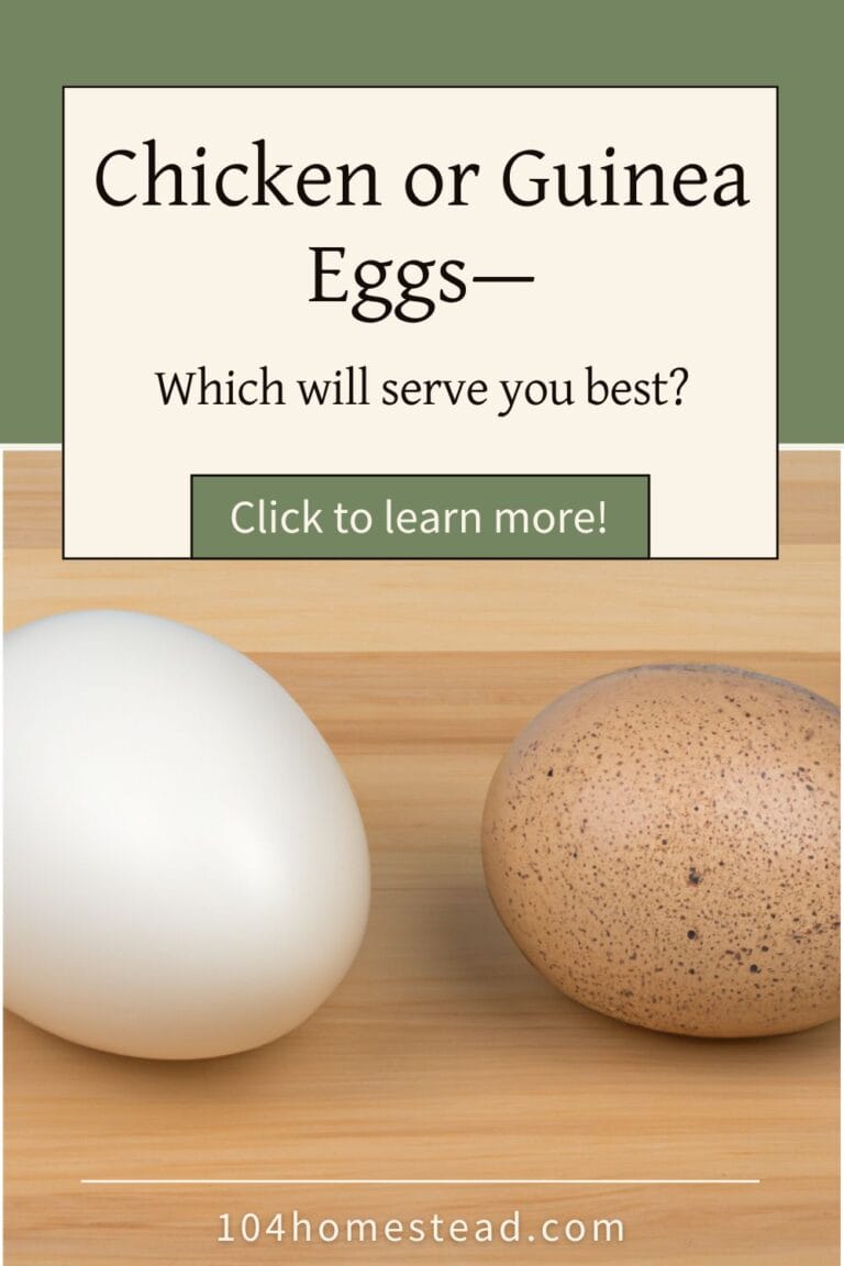 Guinea Eggs vs Chicken Eggs: Which Fits Your Homestead?