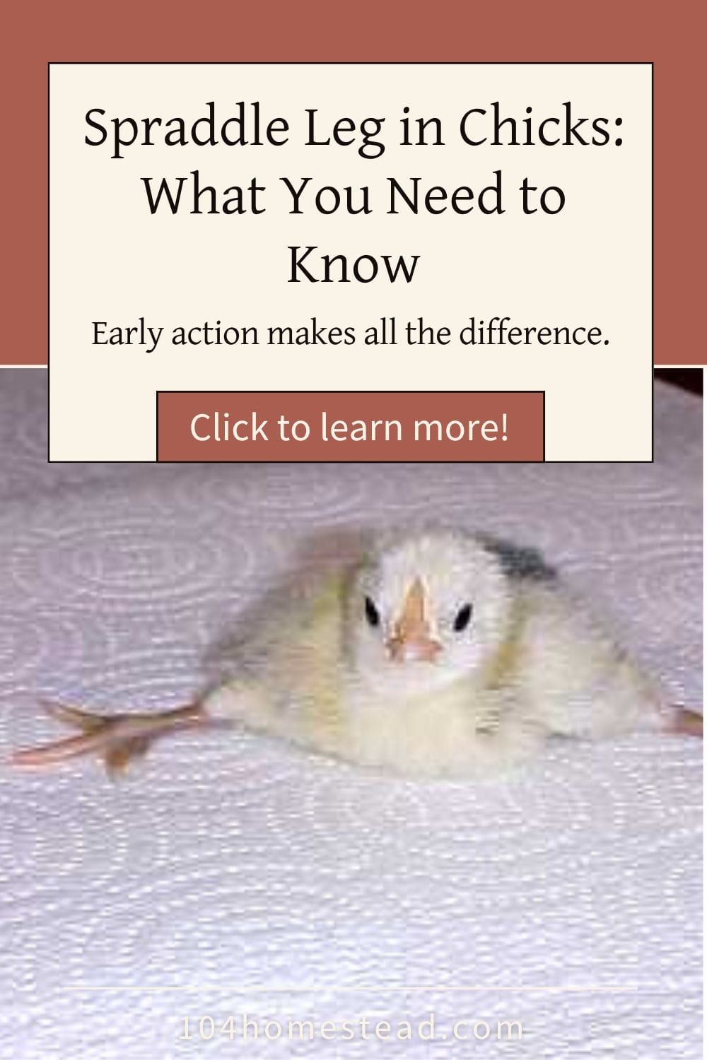 When It’s Too Late to Fix Spraddle Leg in Chicks (+ What You Can Do)