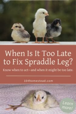 When Is It Too Late to Fix Spraddle Leg in Chicks? Get Answers