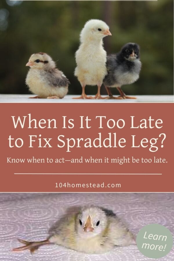 When Is It Too Late to Fix Spraddle Leg in Chicks? Get Answers