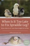 When Is It Too Late to Fix Spraddle Leg in Chicks? Get Answers